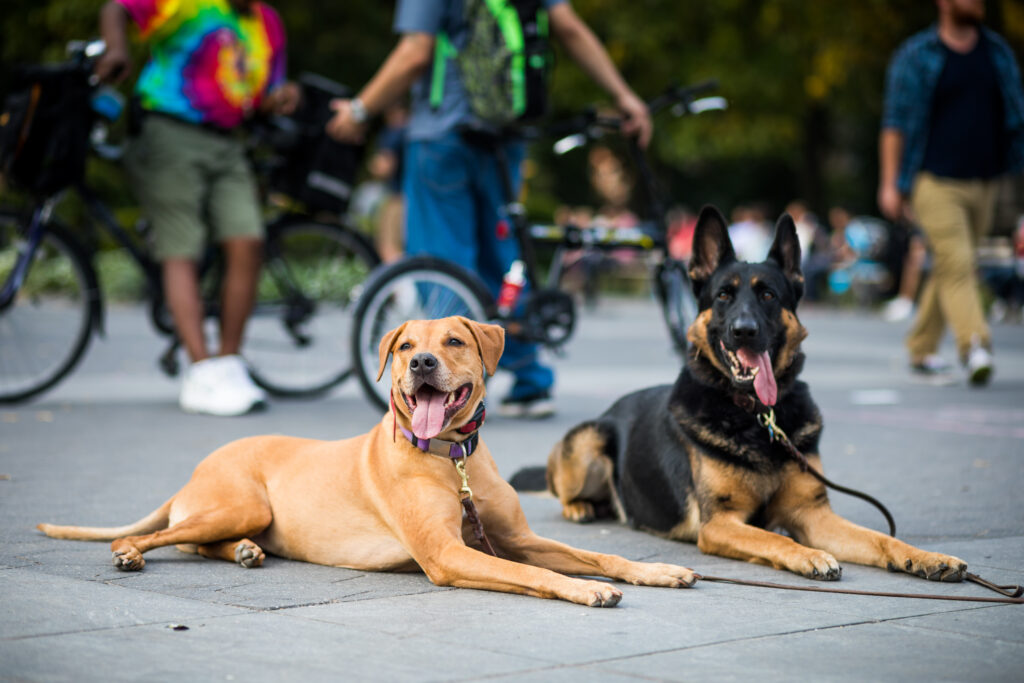 Delightful New York City Parks Perfect for Pets - Go New York